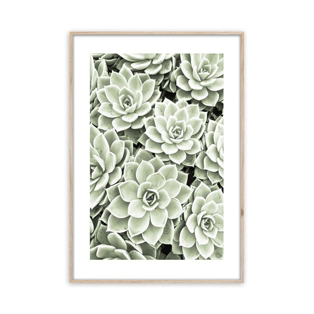 Keretezett falikép, succulensek, 50x70 cm, világoszöld - LES SUCCULENTS ...